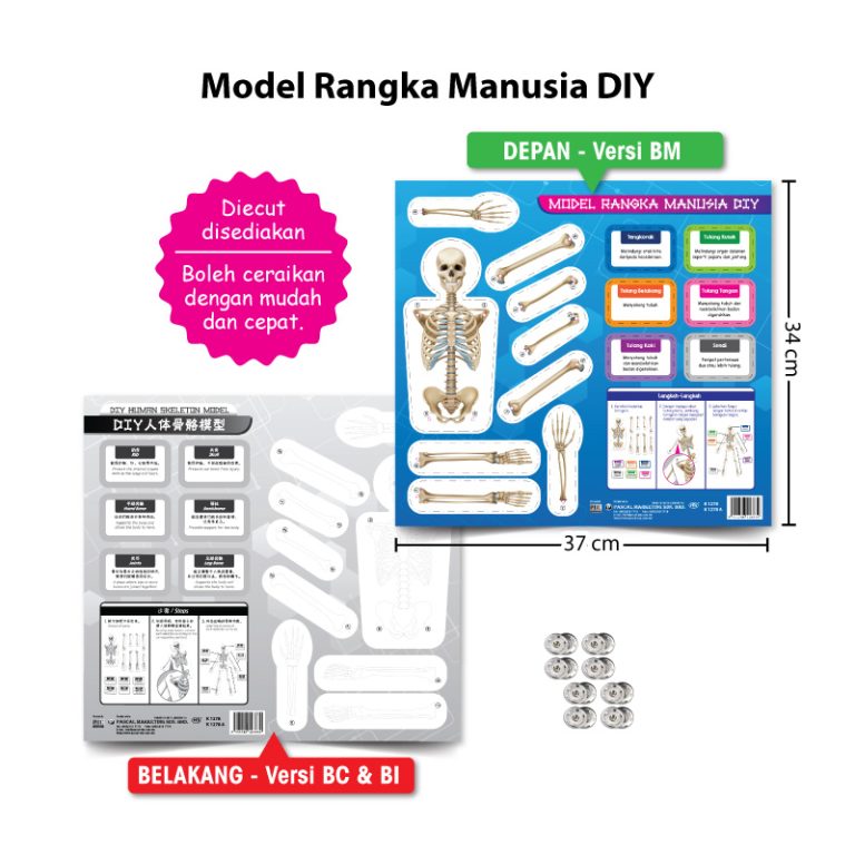 Model Rangka Manusia DIY - Teman Pintar